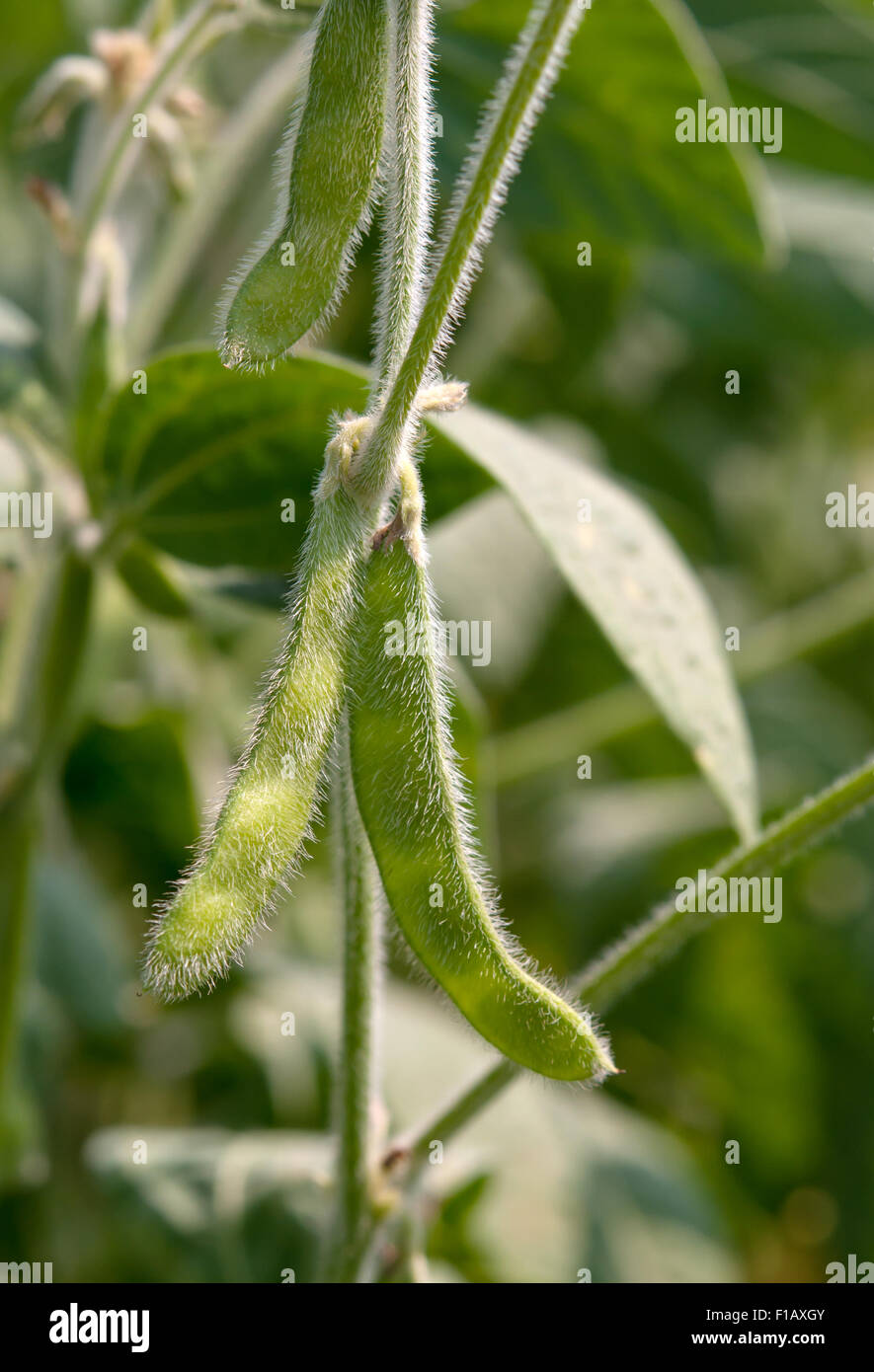 Soy bean plant hi-res stock photography and images - Alamy