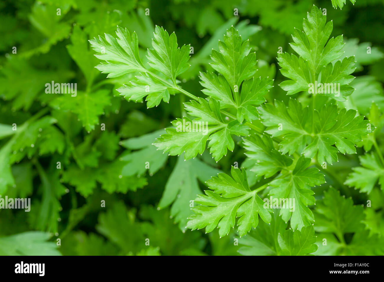 Green garden parsley leaves Stock Photo - Alamy