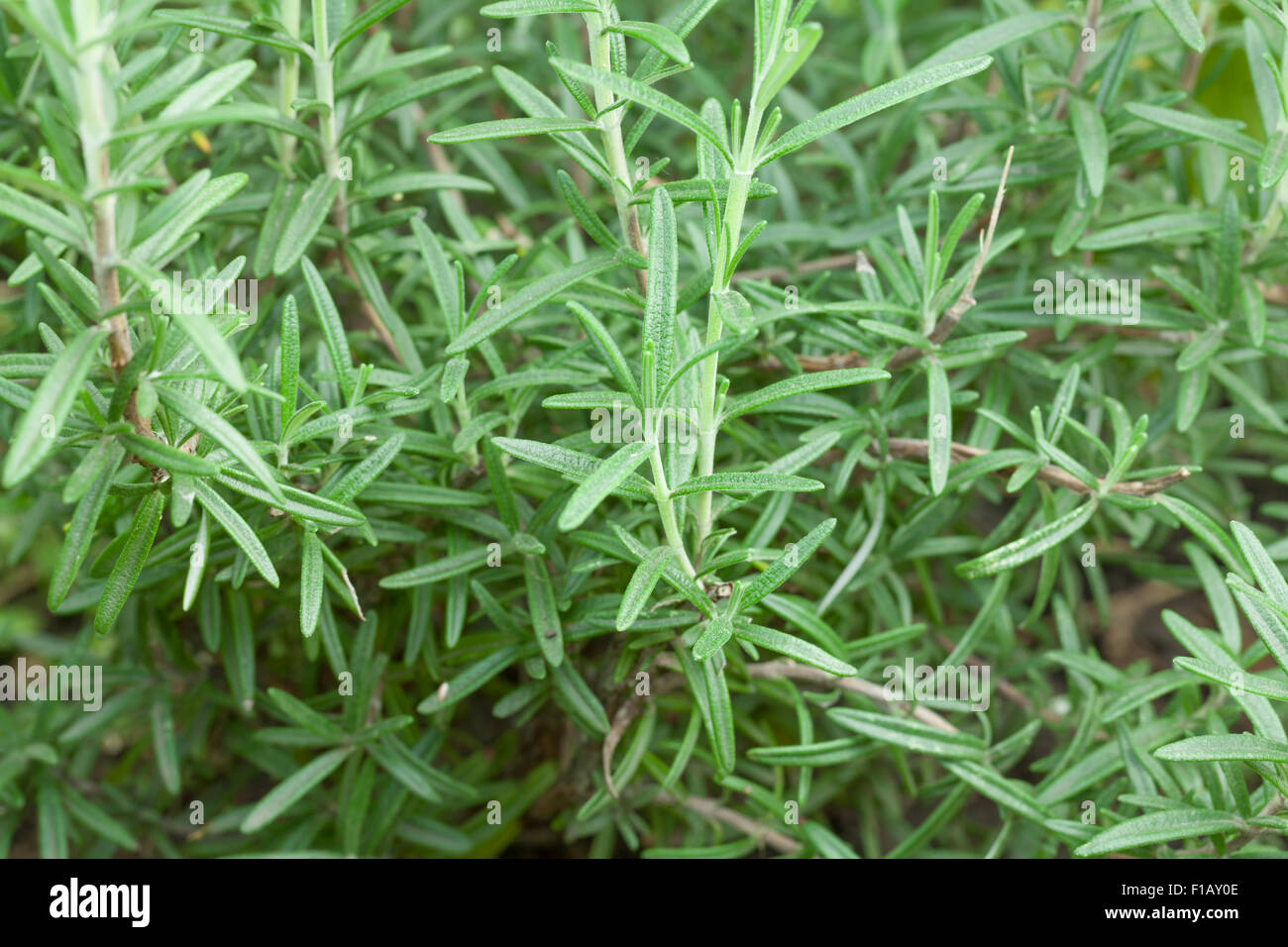 Fresh garden rosemary herb Stock Photo - Alamy