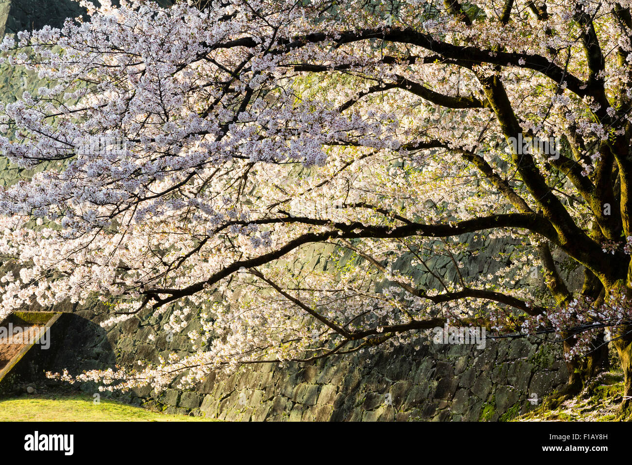 Japan, Kumamoto castle, large cherry blossom trees with long branches ...