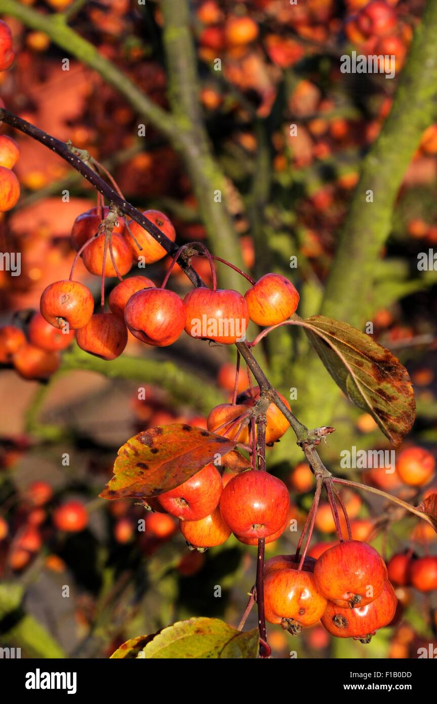 Crab apple tree fruit hi-res stock photography and images - Alamy