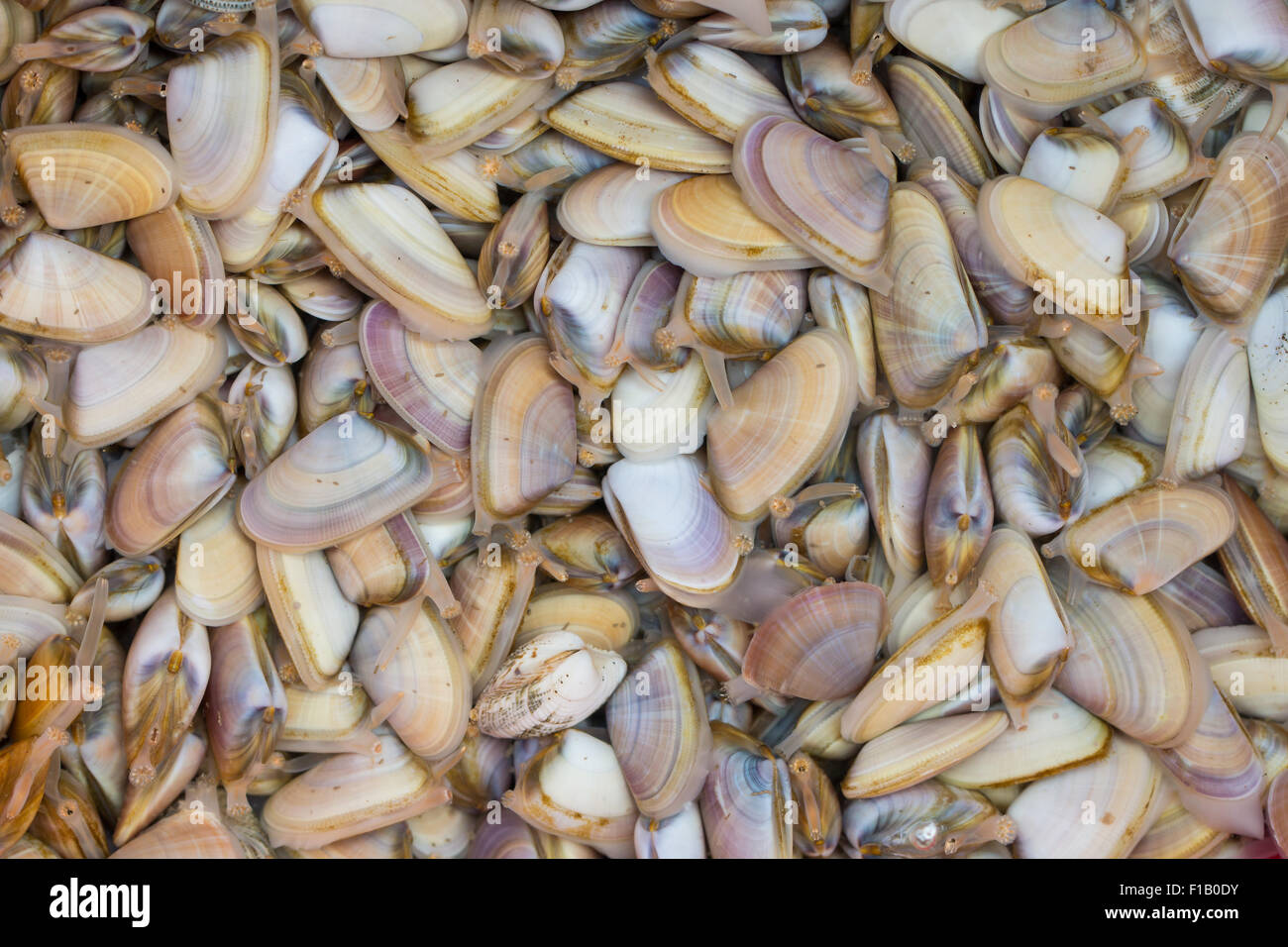a lot of Abrupt Wedge Shells in a container full of sea water after the ...