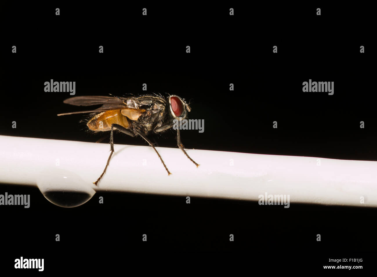 common house fly resting on a white wire with a water drop black ...