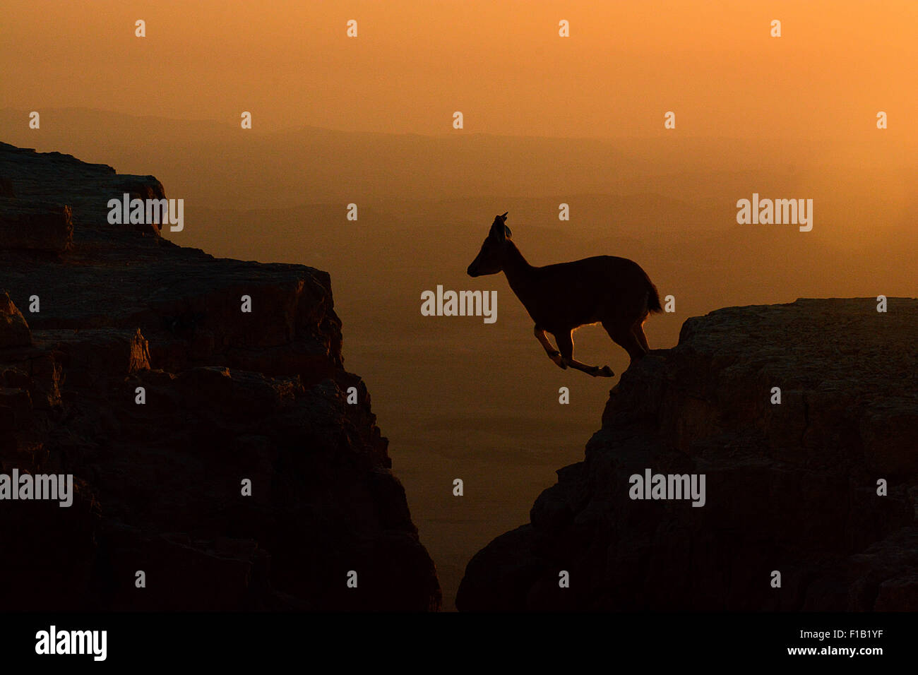Desert views collection. Female Ibex jumping in the mountains of the ...