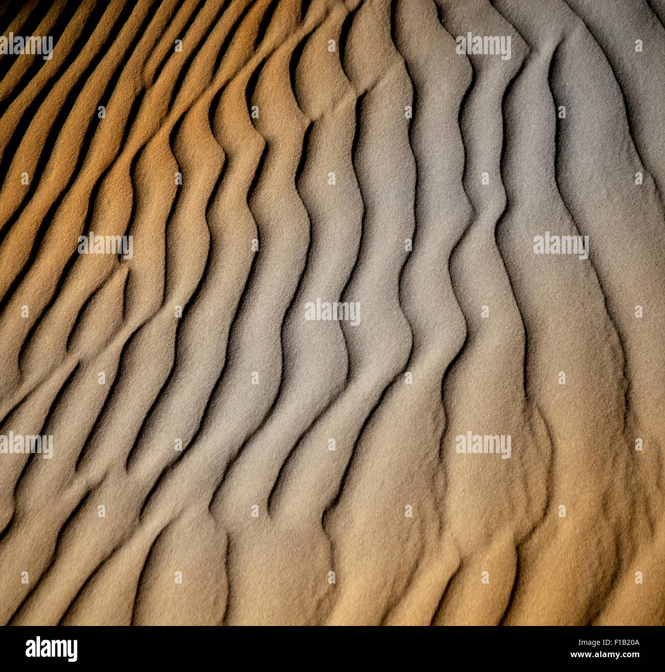 Superb sand dune scenery of the Western Desert Stock Photo - Alamy
