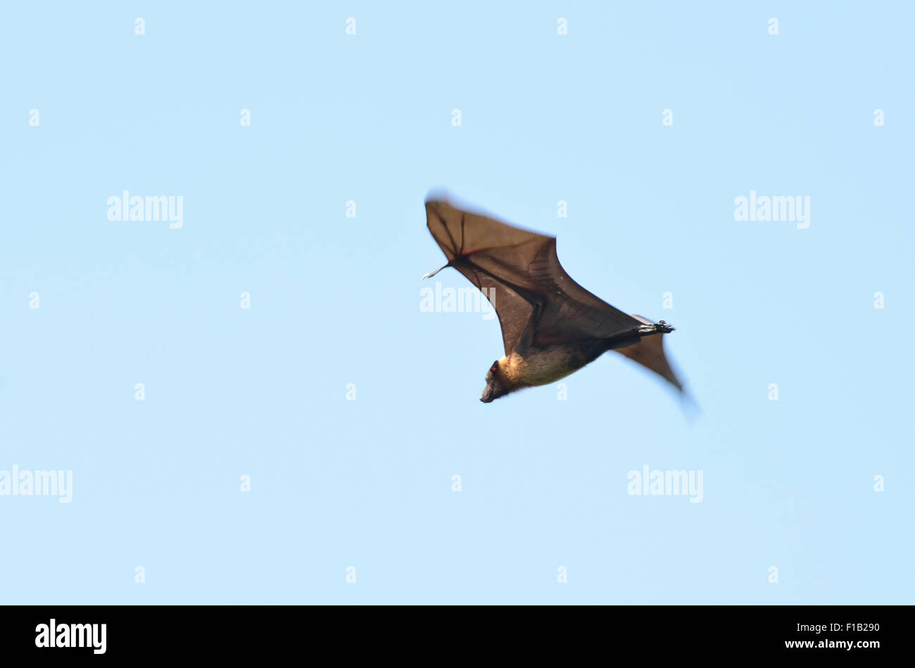 Indian flying fox Stock Photo - Alamy