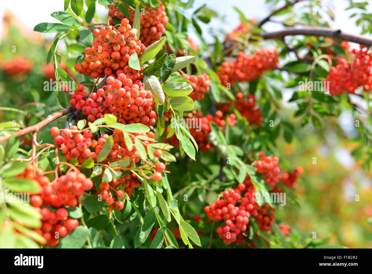 Beautiful rowanberry hi-res stock photography and images - Alamy