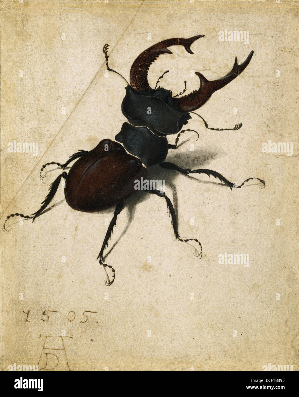 Albrecht durer stag beetle hi-res stock photography and images - Alamy