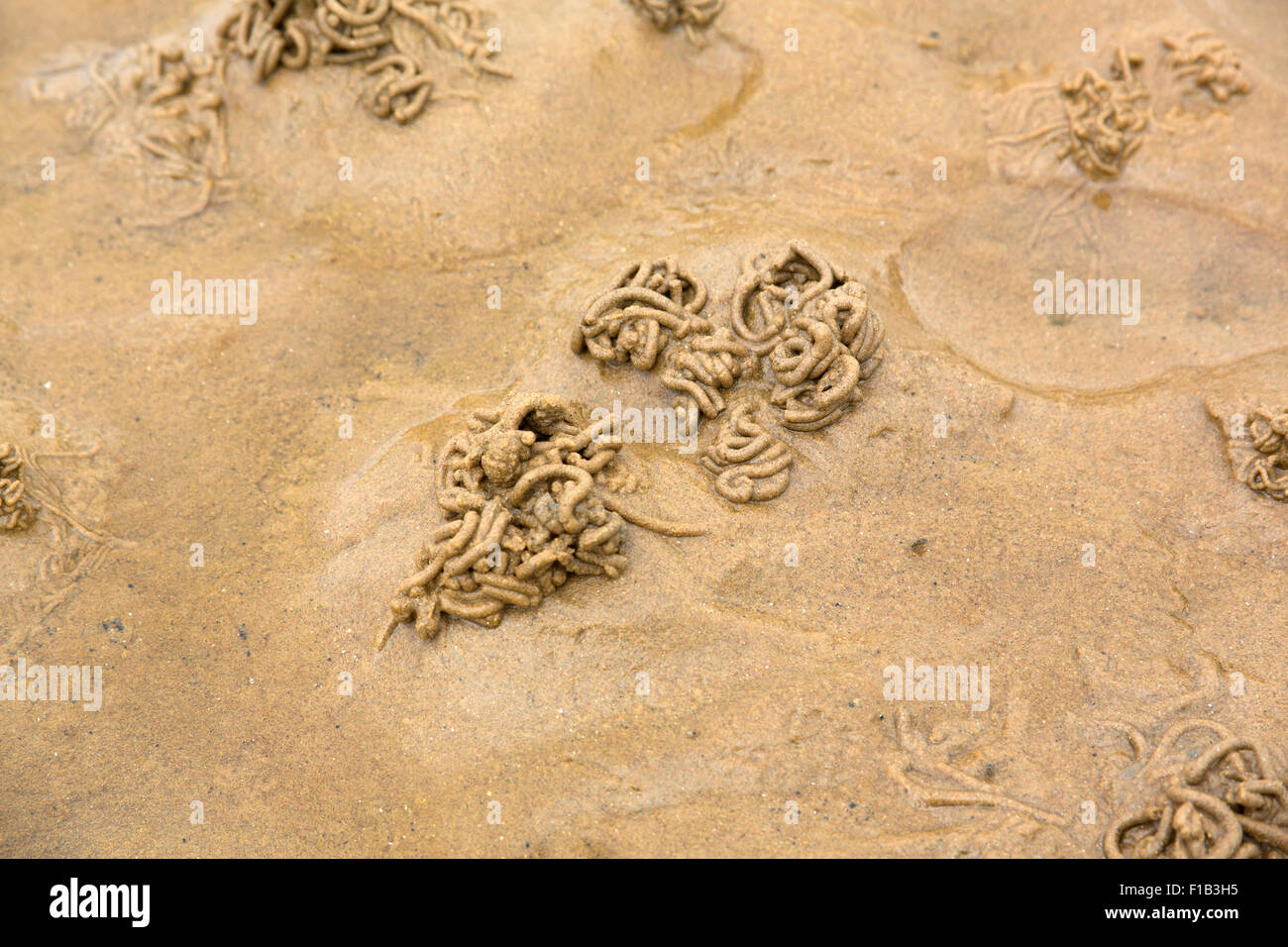 Lugworm casts hi-res stock photography and images - Alamy