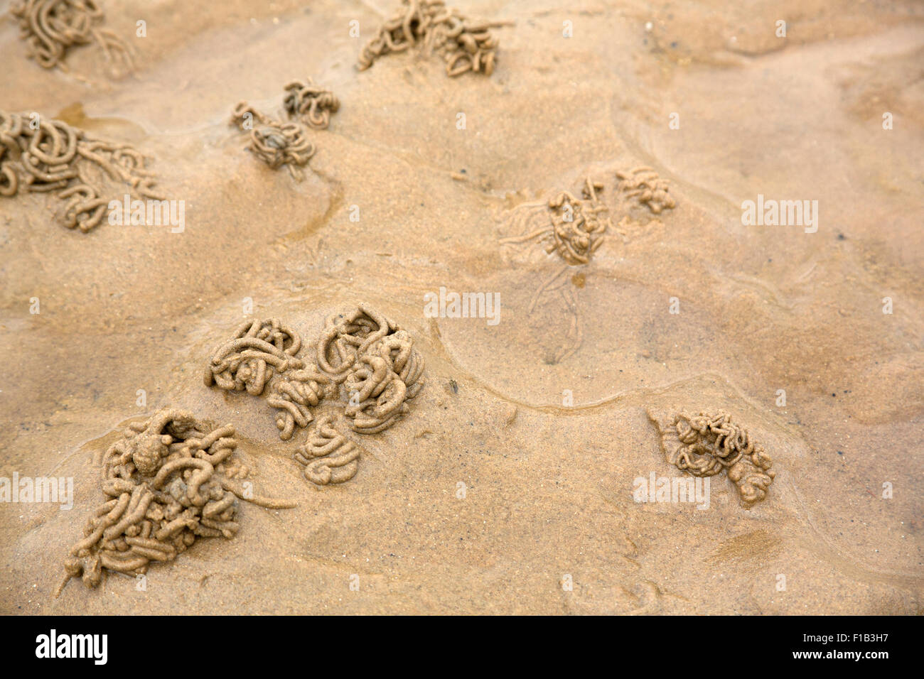 Lugworm casts on sandy beach Stock Photo - Alamy