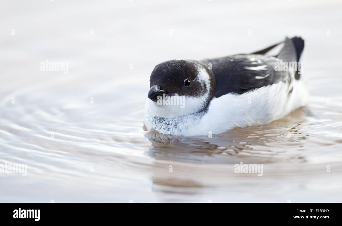 Little auk winter hi-res stock photography and images - Alamy