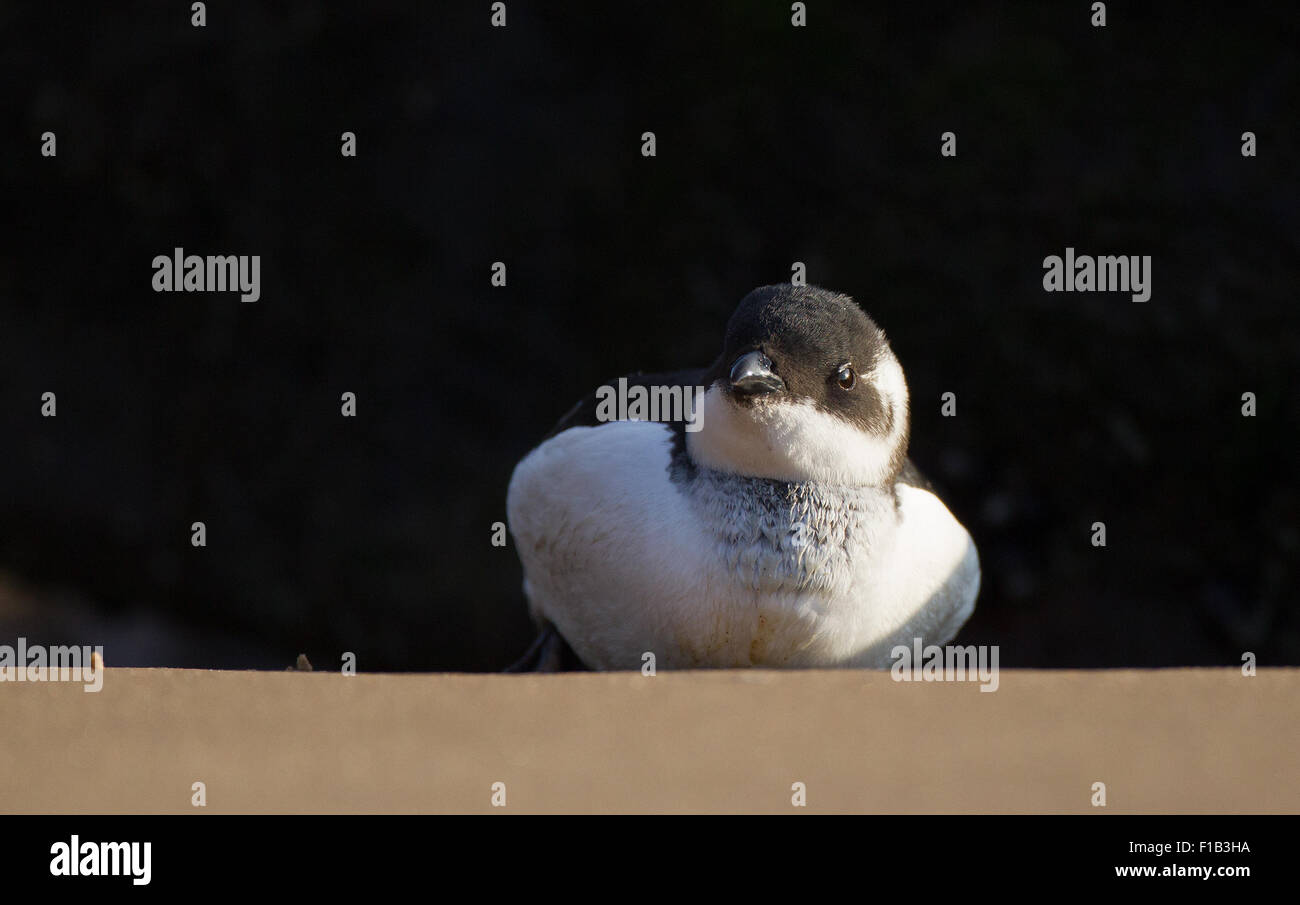 Little auk winter hi-res stock photography and images - Alamy