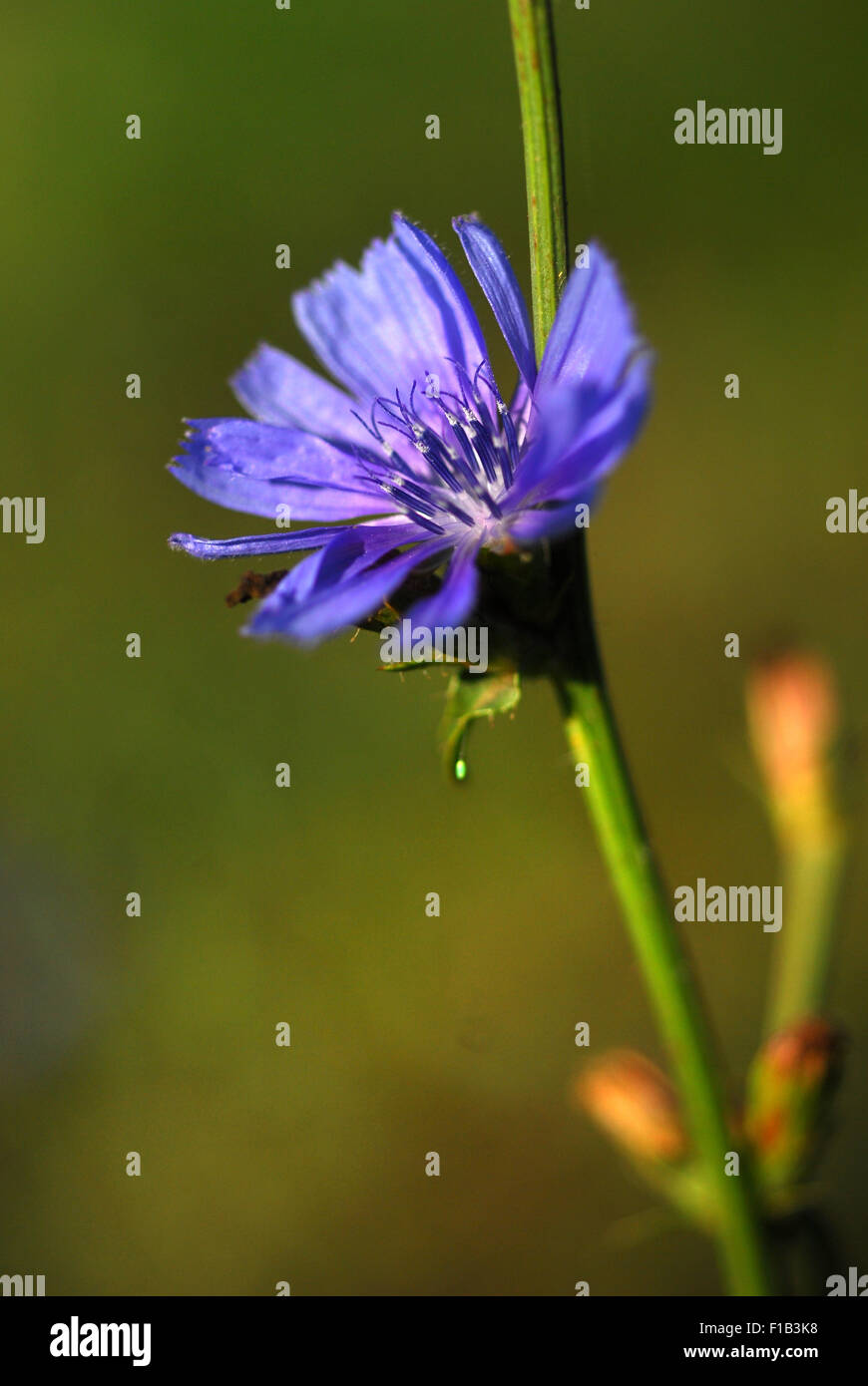 Blue succory common chicory hi-res stock photography and images - Alamy