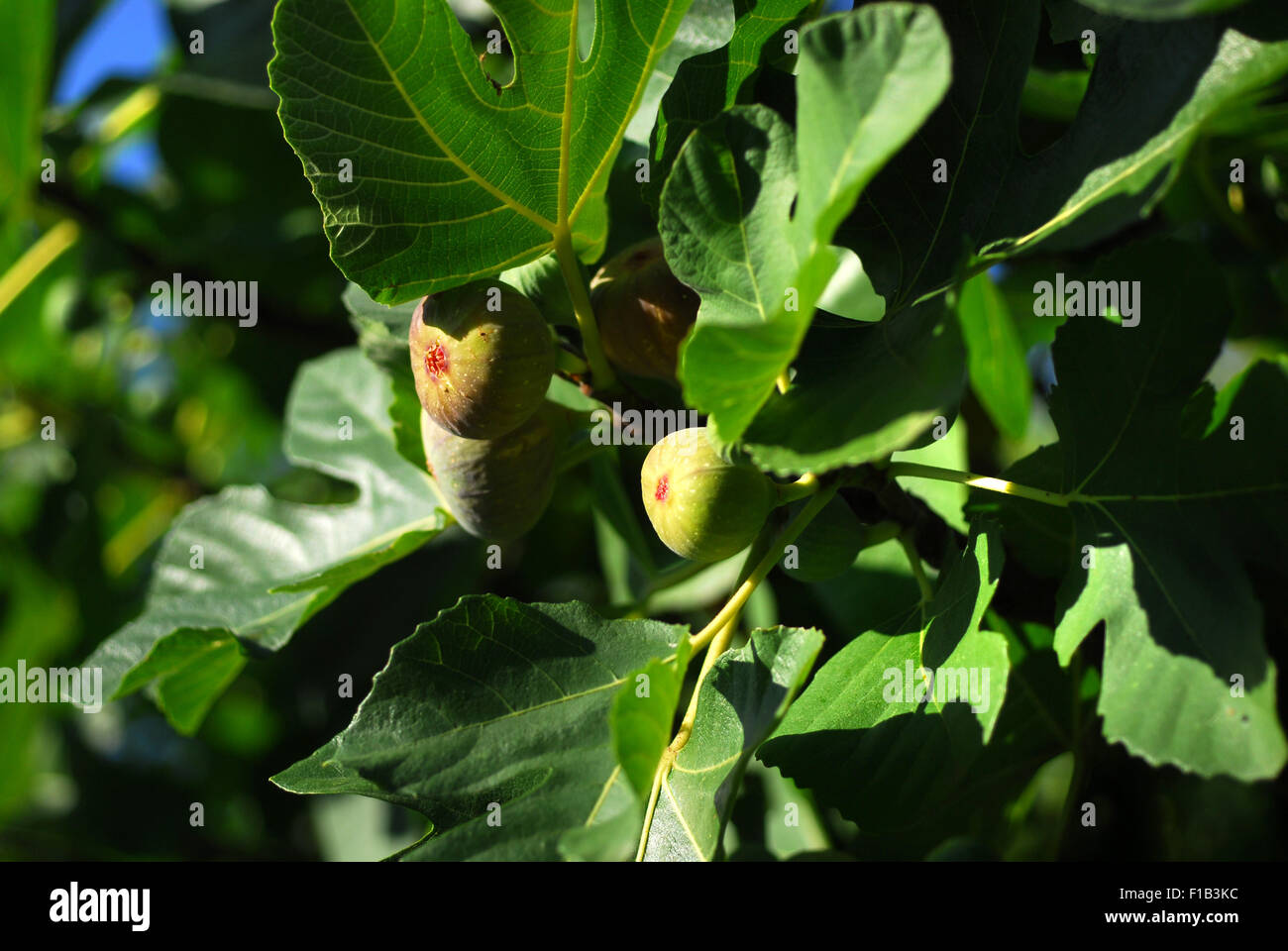 Figs on a tree Stock Photo - Alamy