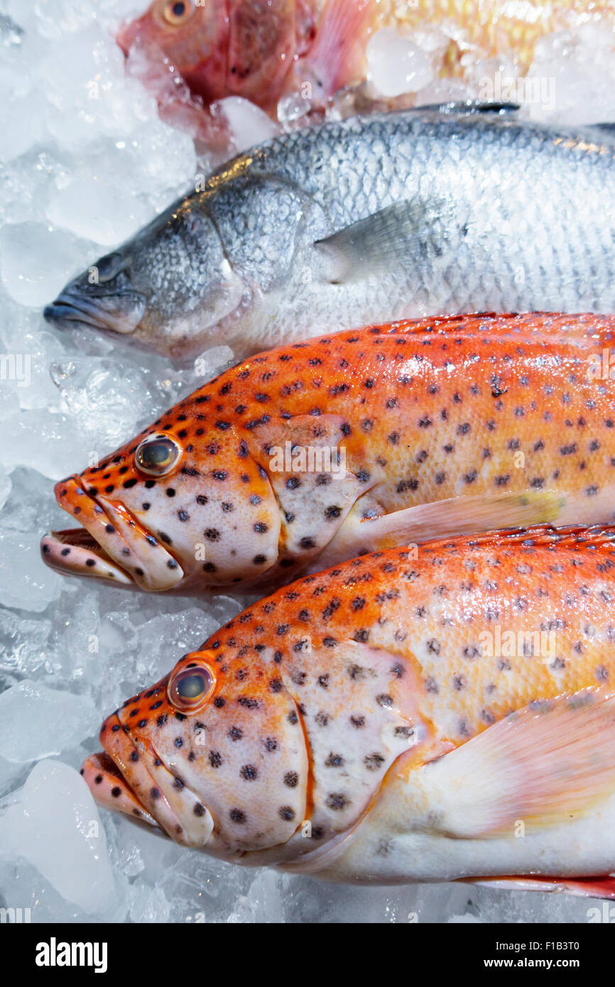 Red snapper on ice, fish on display at a restaurant, Naiharn Beach ...