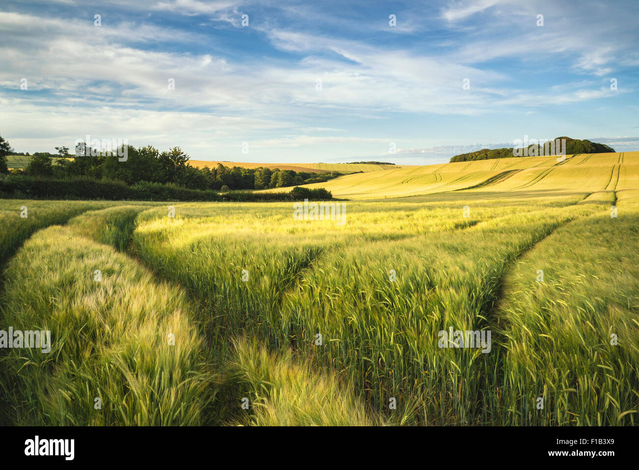 Summer landscape over agricultural farm fields of crops Stock Photo - Alamy