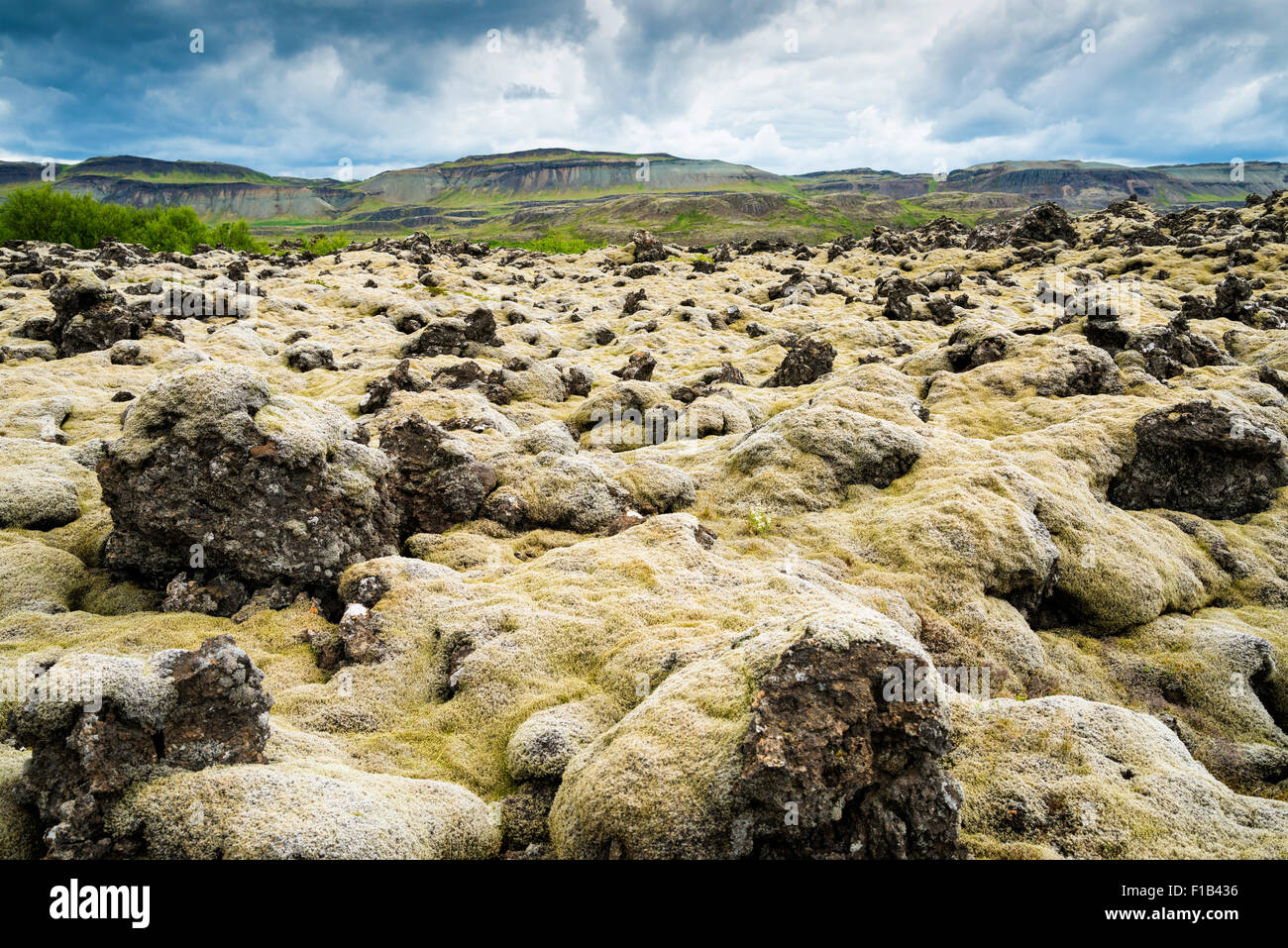 Volcanic field overgrown with moss in Bifrost, Vesturland, Iceland ...