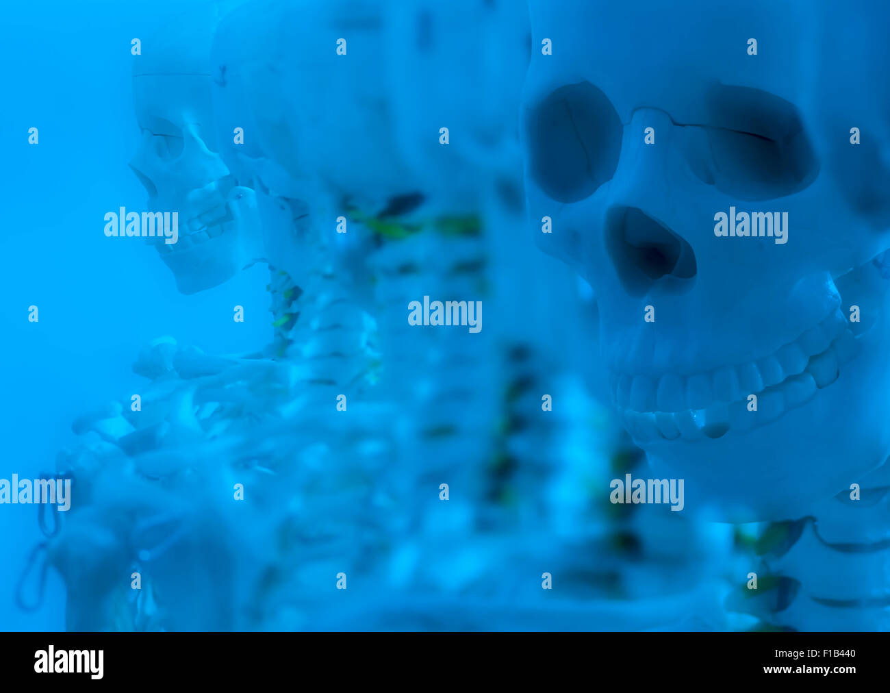 Skull and eye socket hi-res stock photography and images - Alamy