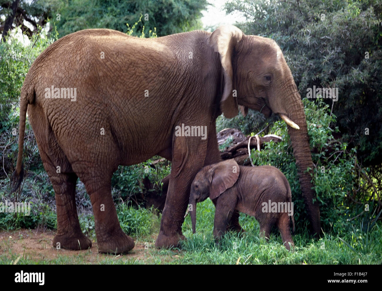 New mother elephant hi-res stock photography and images - Alamy