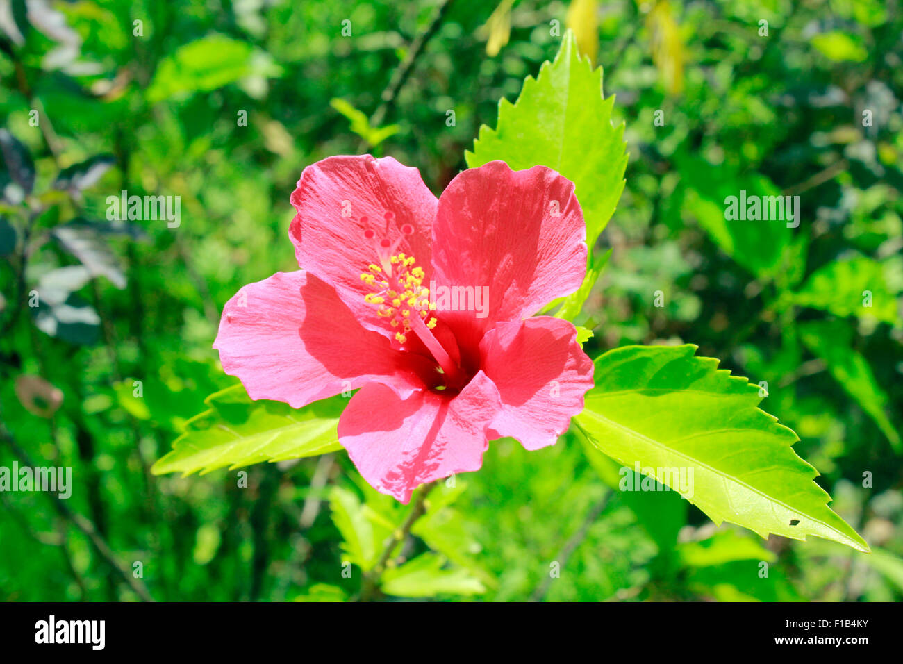 Hibiscus hibiscus rosa sinensis hi-res stock photography and images - Alamy