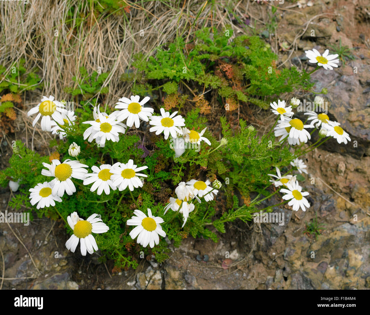 Sea Mayweed - Tripleurospermum maritimum Coastal daisy flower Stock ...