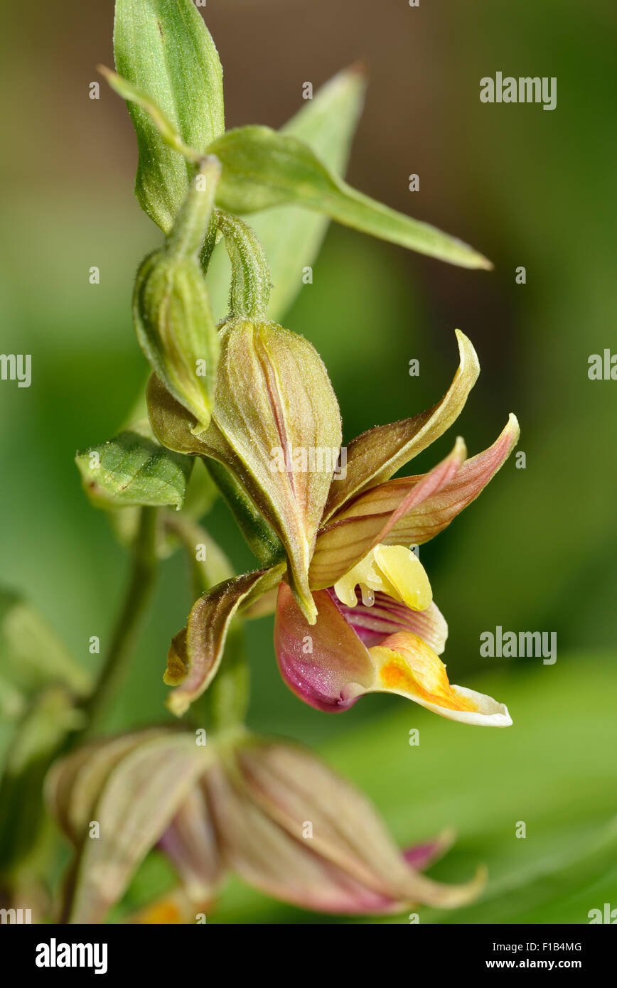 Giant Helleborine - Epipactis gigantea From Western North America Stock ...