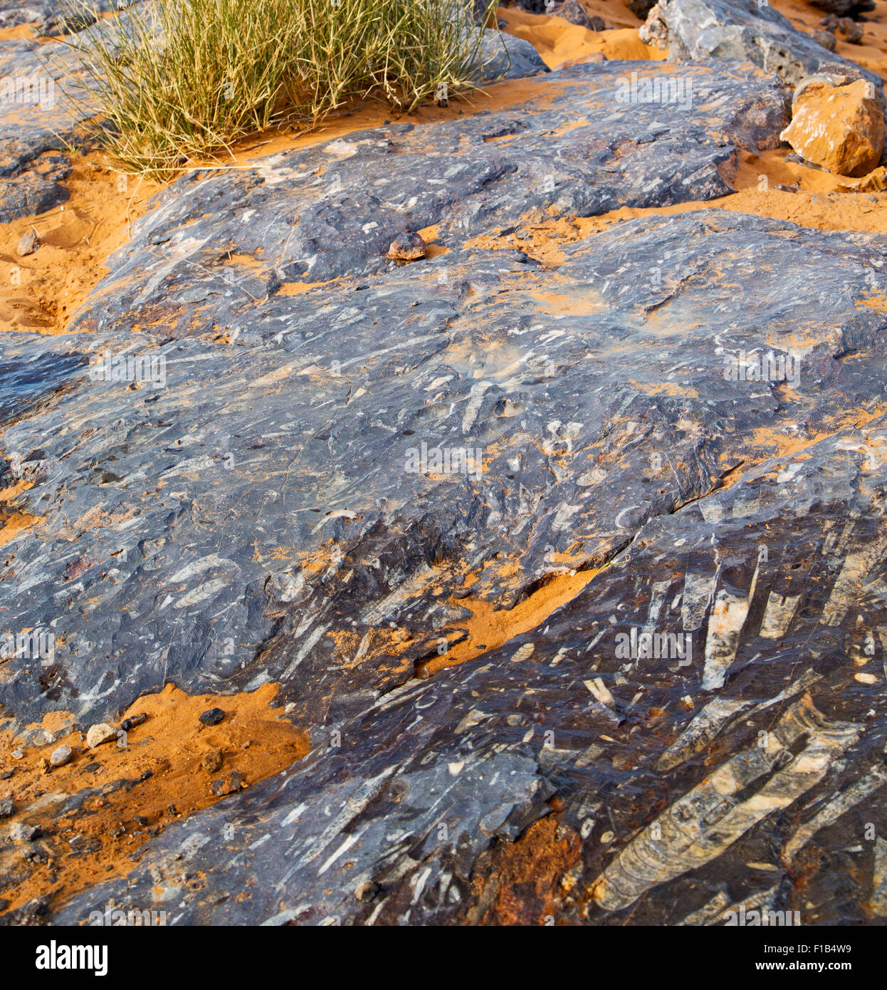 old fossil in the desert of morocco sahara and rock stone sky Stock ...