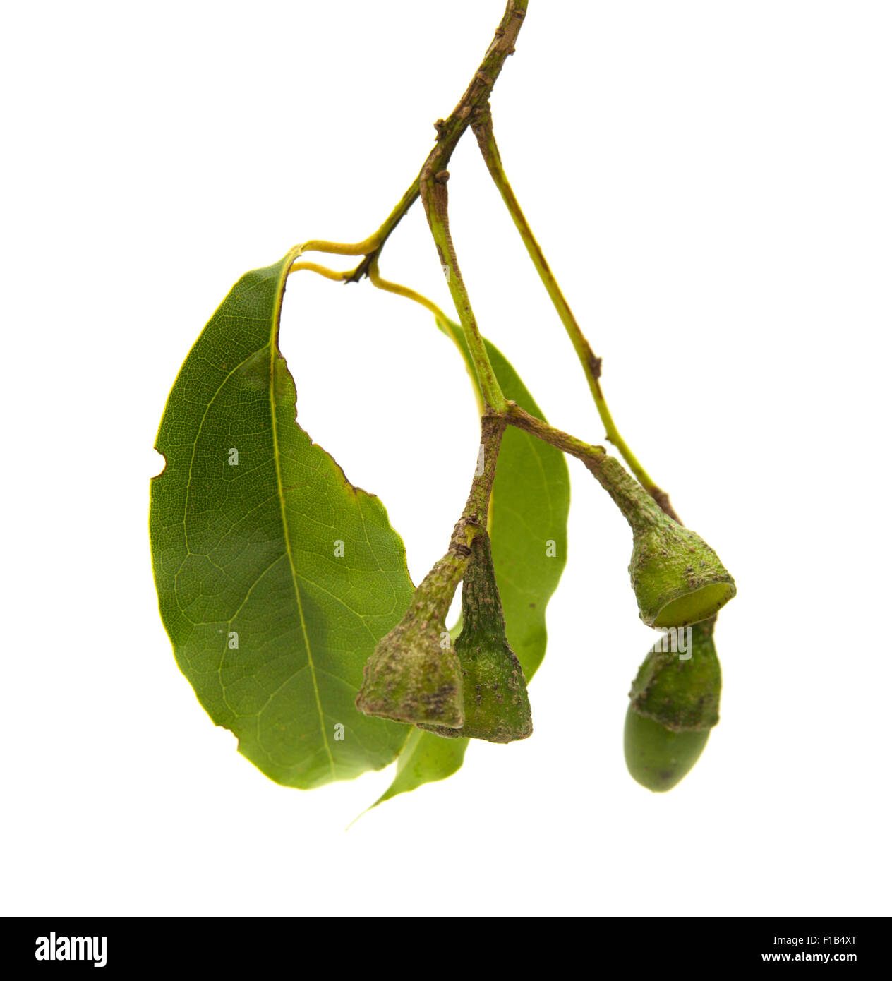 Macaronesia hi-res stock photography and images - Alamy