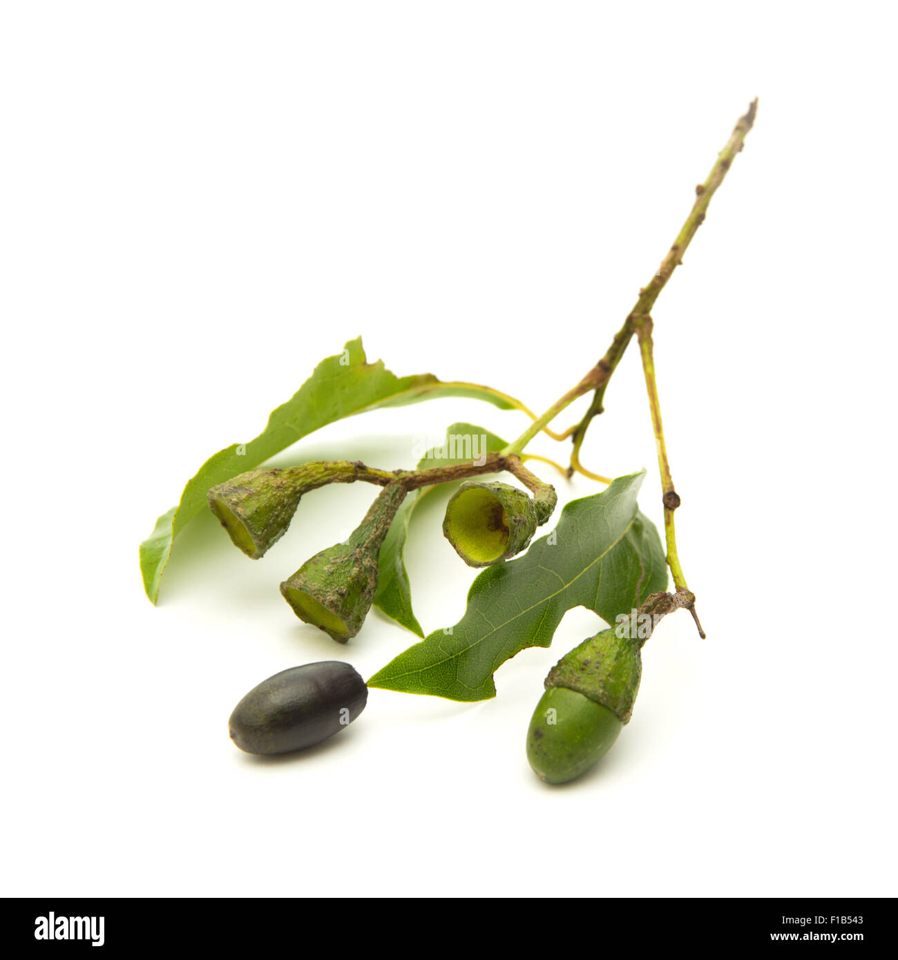 Flora of Gran Canaria - Branch of Ocotea foetens or Tilo, endemic to ...