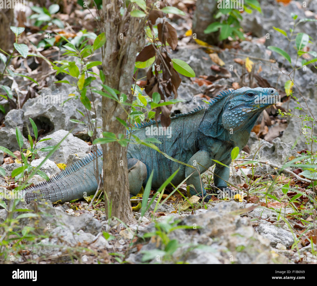 Grand cayman’s botanic park hi-res stock photography and images - Alamy
