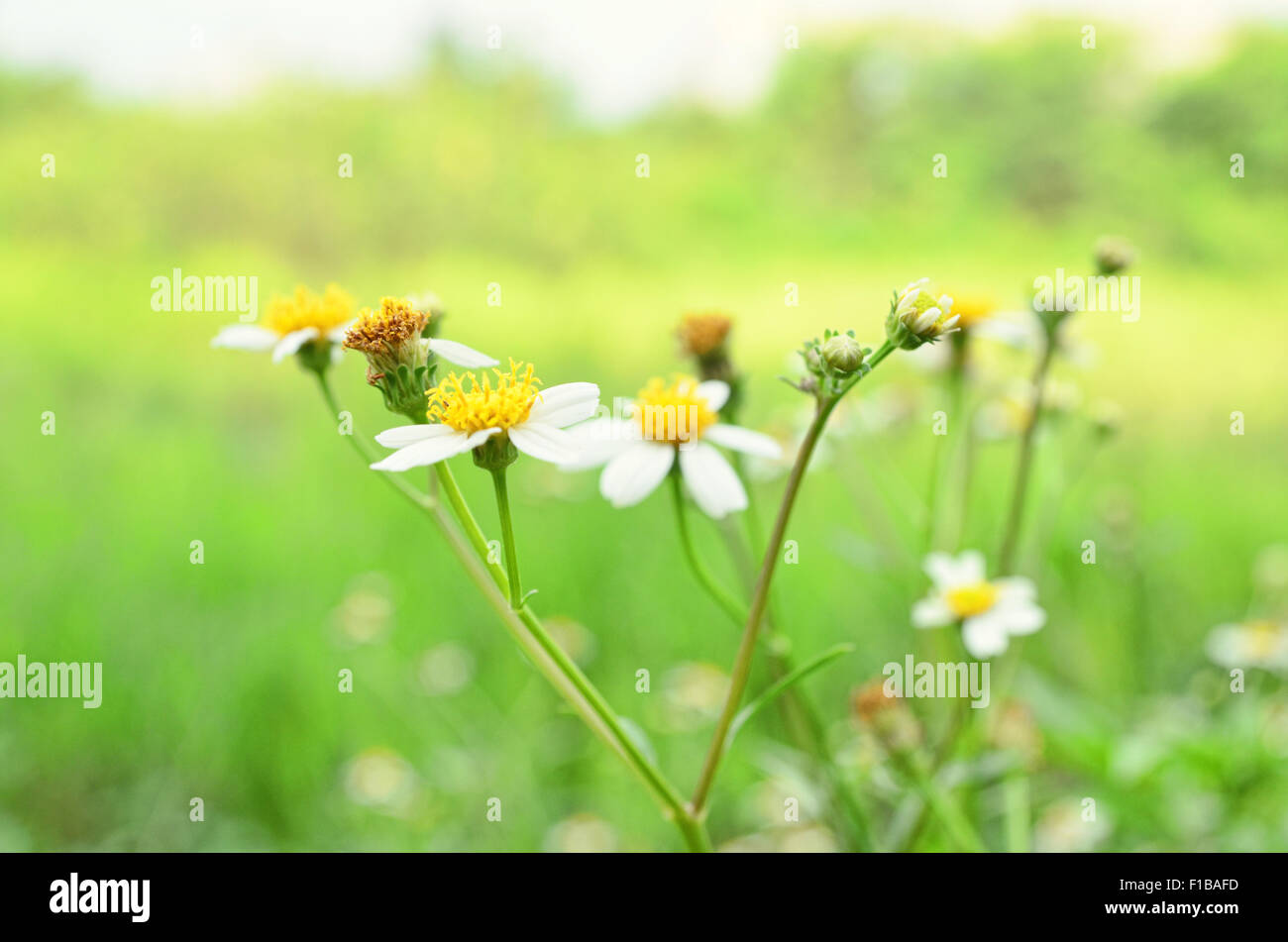 Wild daisies in a park Stock Photo - Alamy