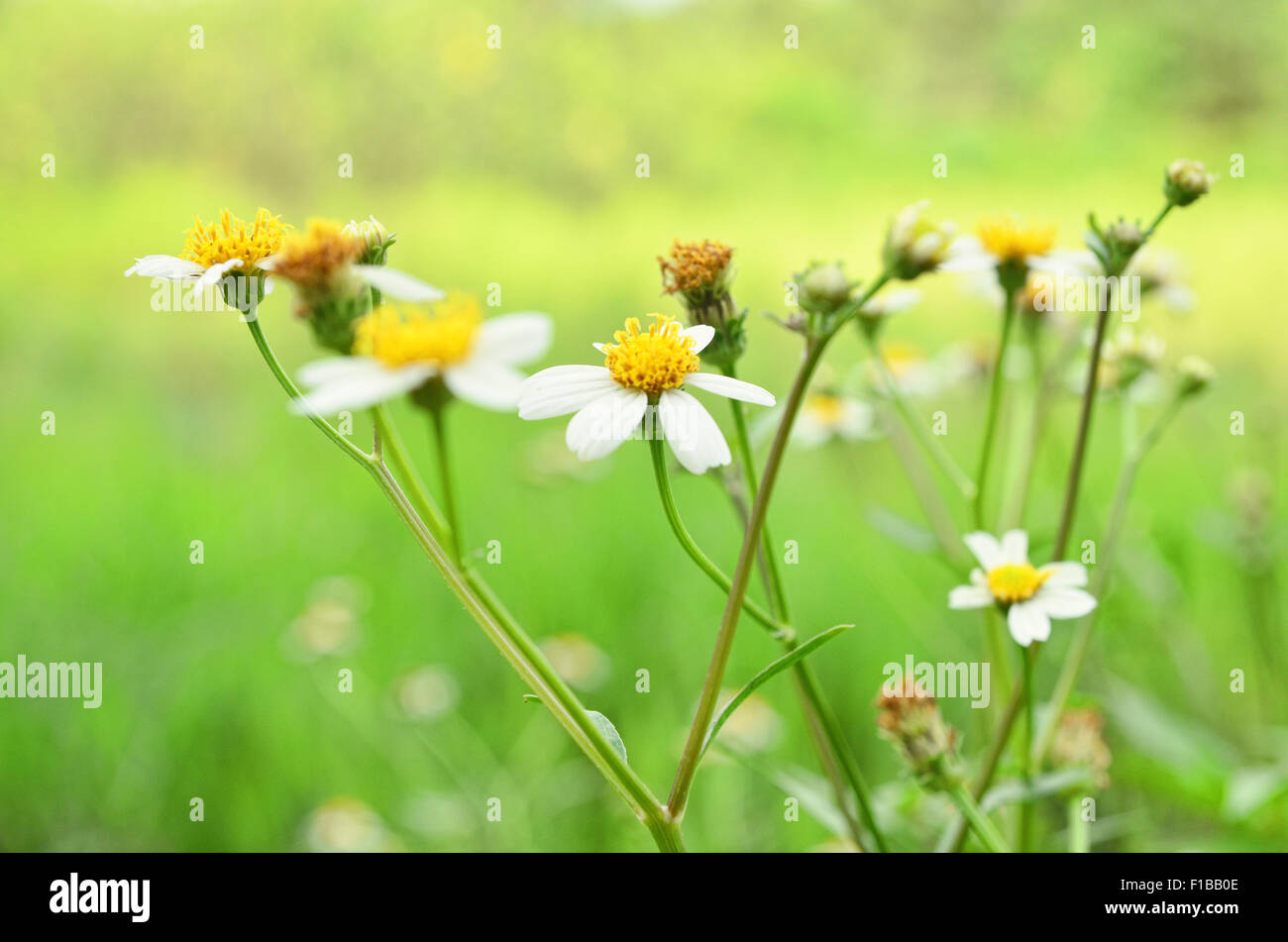 Daisies flower hi-res stock photography and images - Alamy