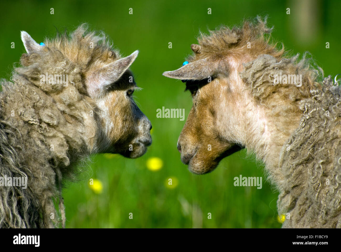 Two Ewes High Resolution Stock Photography and Images - Alamy