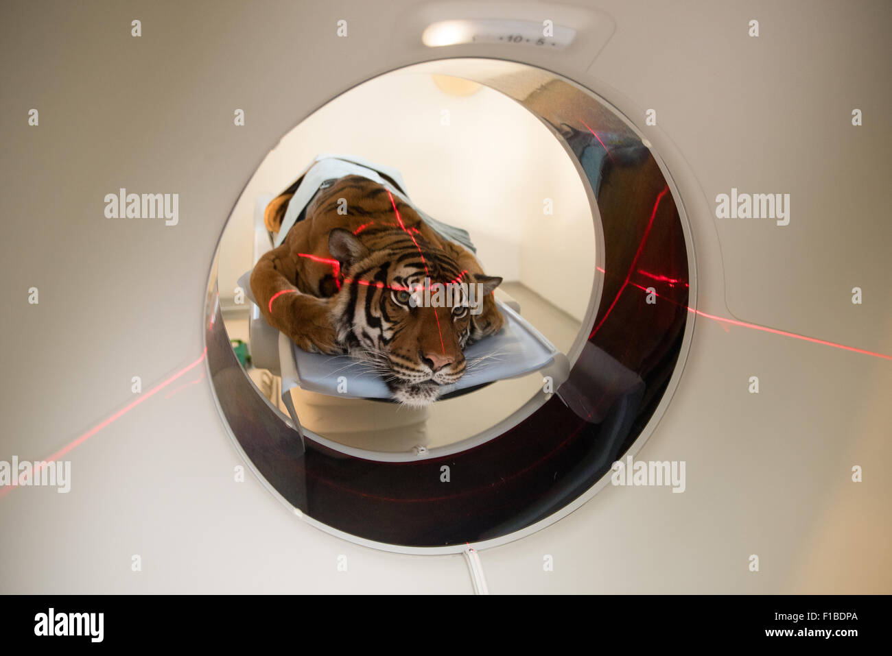 New CT Scanner in VIC. Zoo Tiger Sarai. The Leibniz Institute for Zoo ...