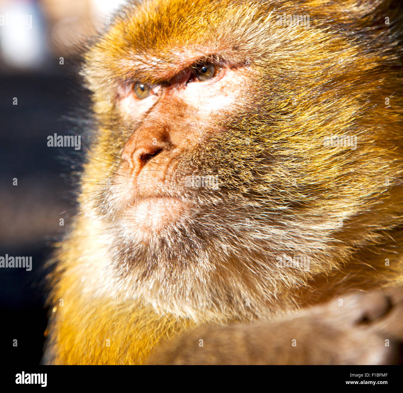 old monkey in africa morocco and natural background fauna close up ...