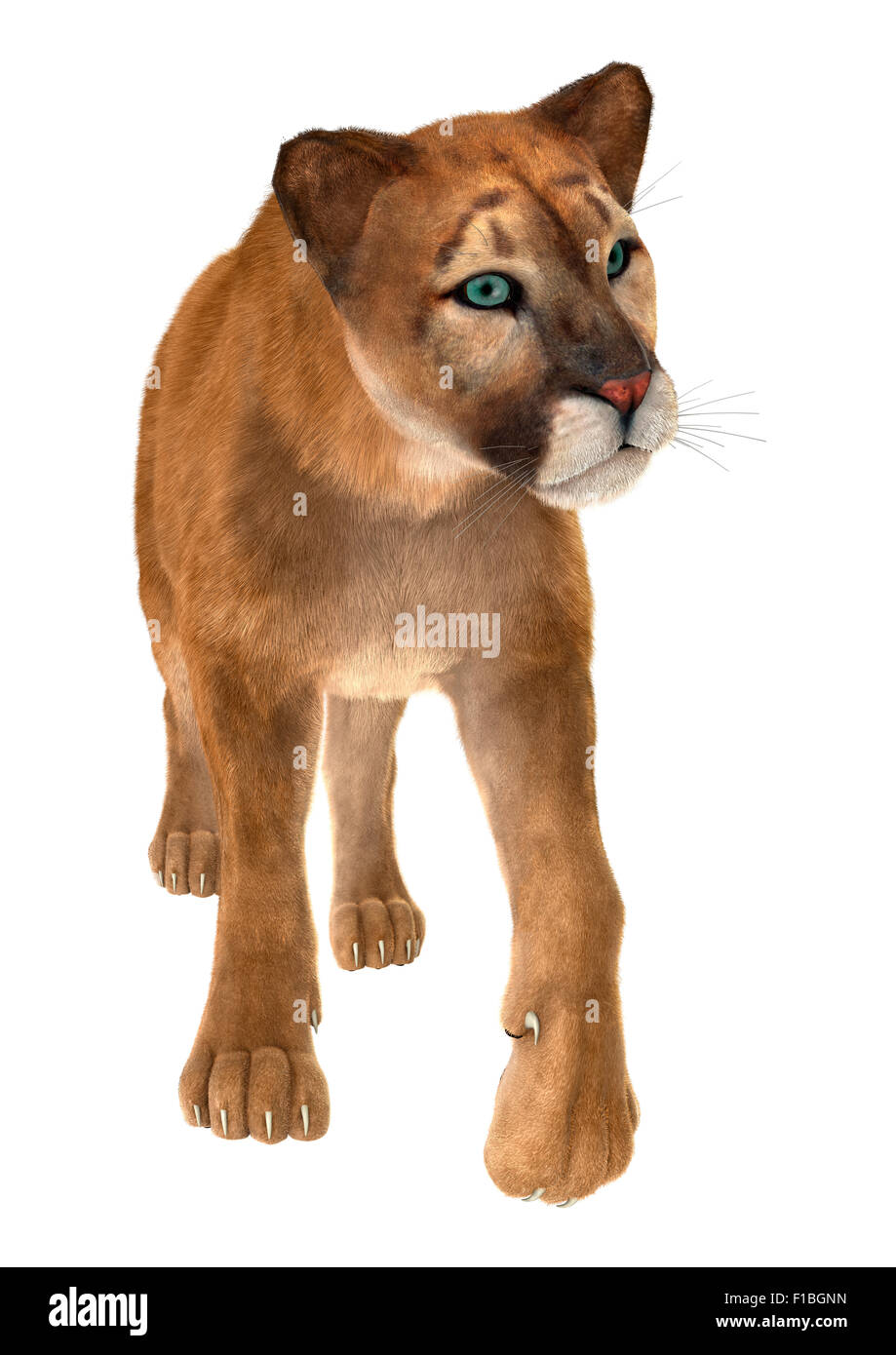 3D digital render of a big cat puma isolated on white background Stock ...