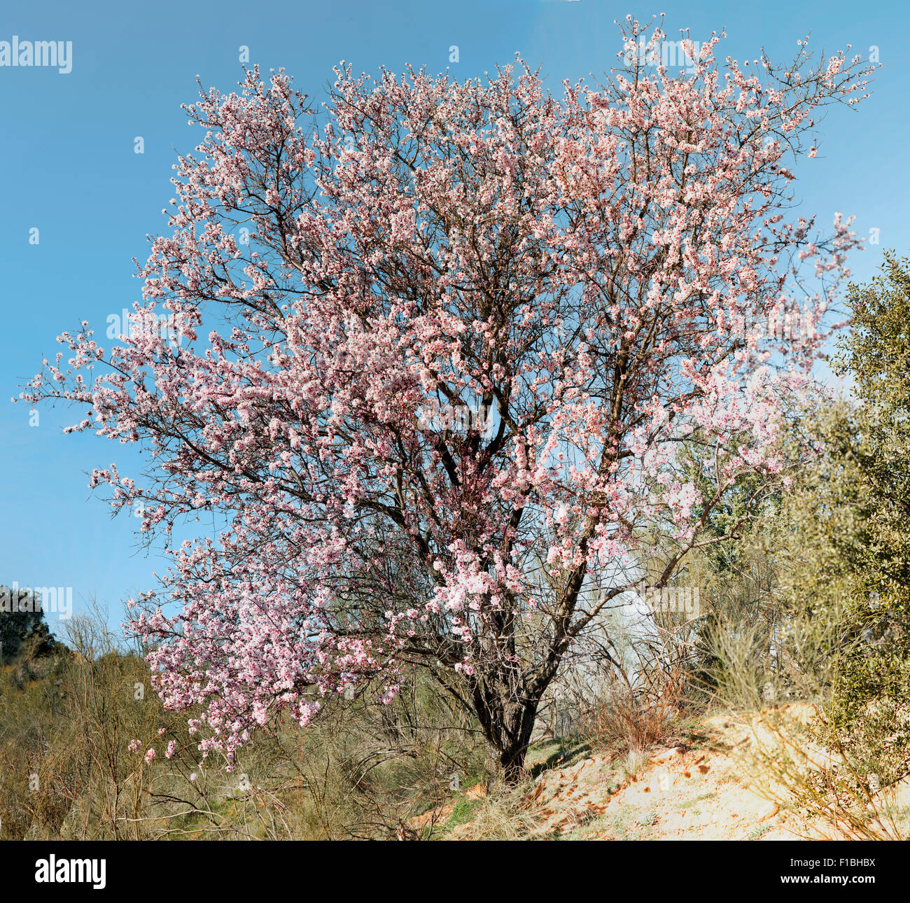 Almond tree, growing wild in Spain, covered in pink flowers. Early ...