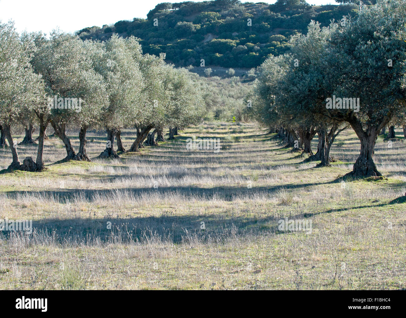 An olive plantation, Olea europaea, in central Spain in early spring ...