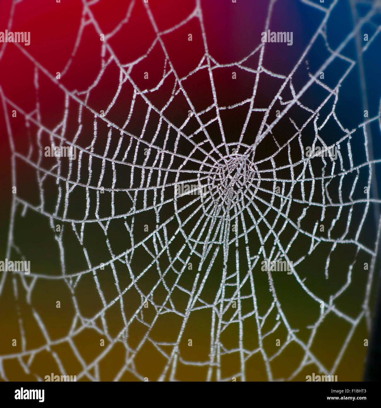 Spider's web covered by ice crystals from frozen dew. Backlit in the ...