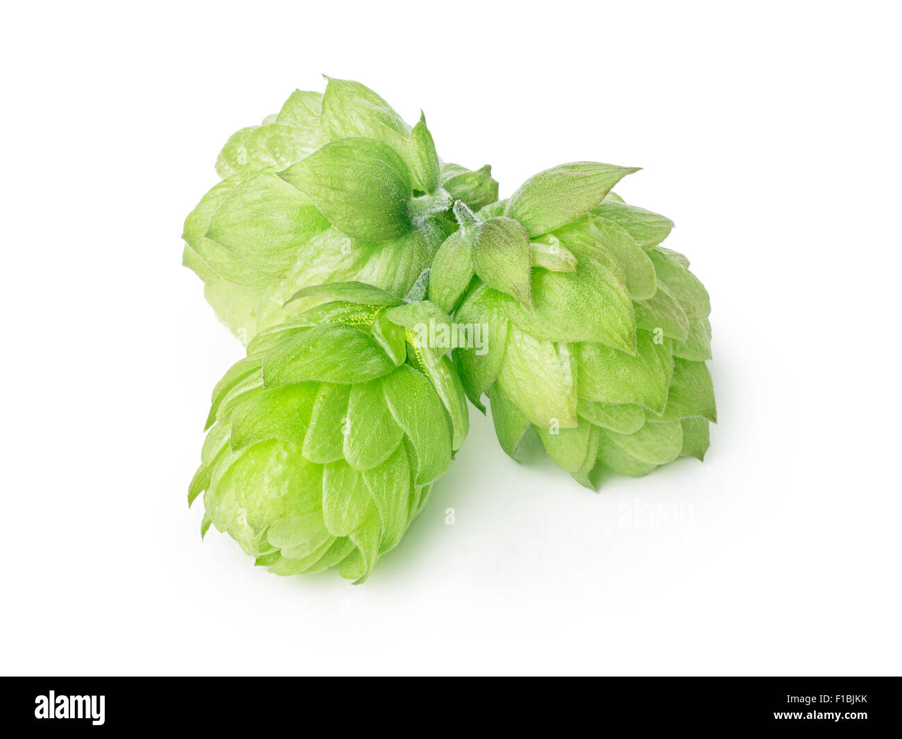 Fresh hops (flowers of Humulus lupulus) without leaves. Large depth of ...