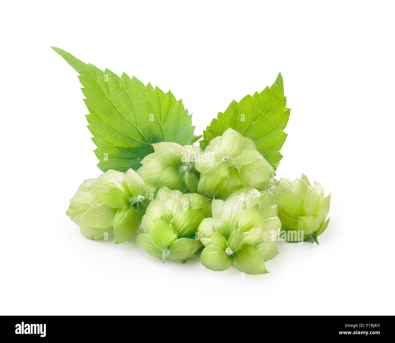 Hops hi-res stock photography and images - Alamy