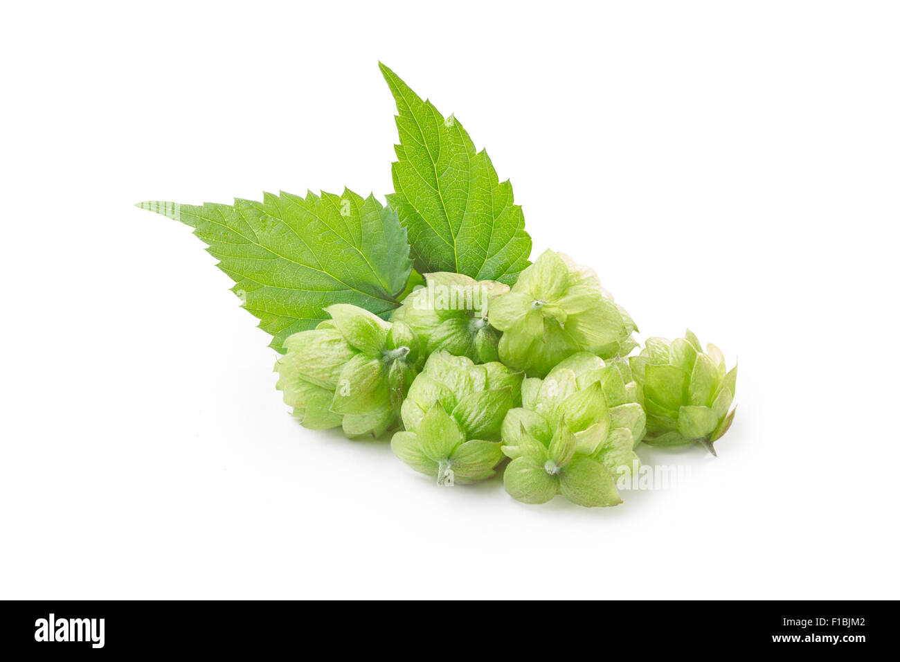Hops hi-res stock photography and images - Alamy