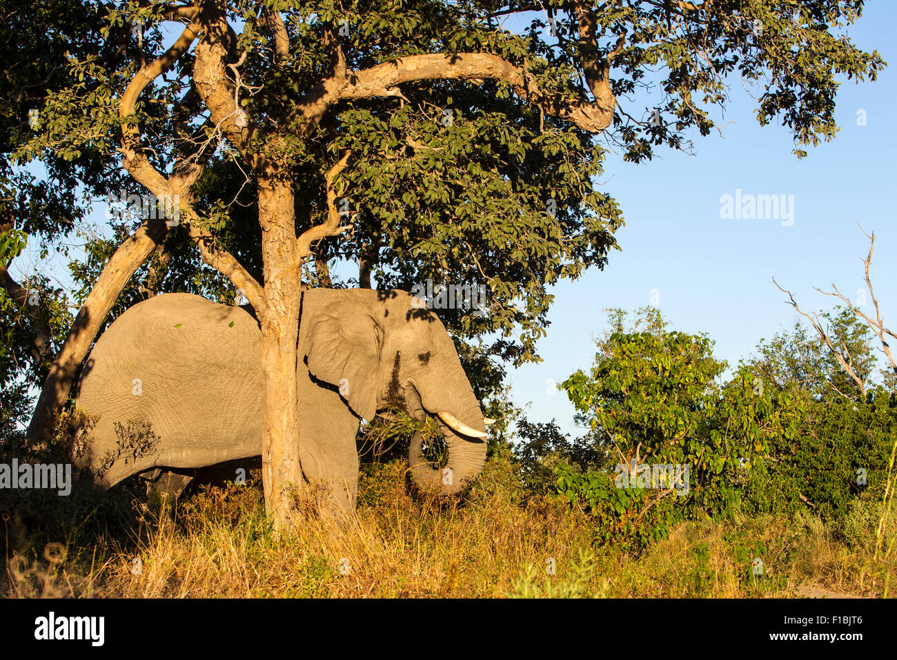 A male elephant in musth Stock Photo - Alamy