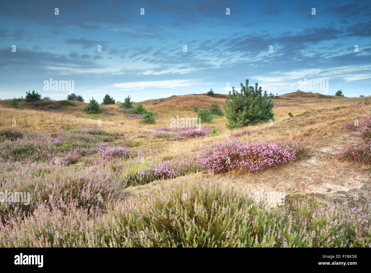 sand dunes with flowering heather in summer morning Stock Photo - Alamy