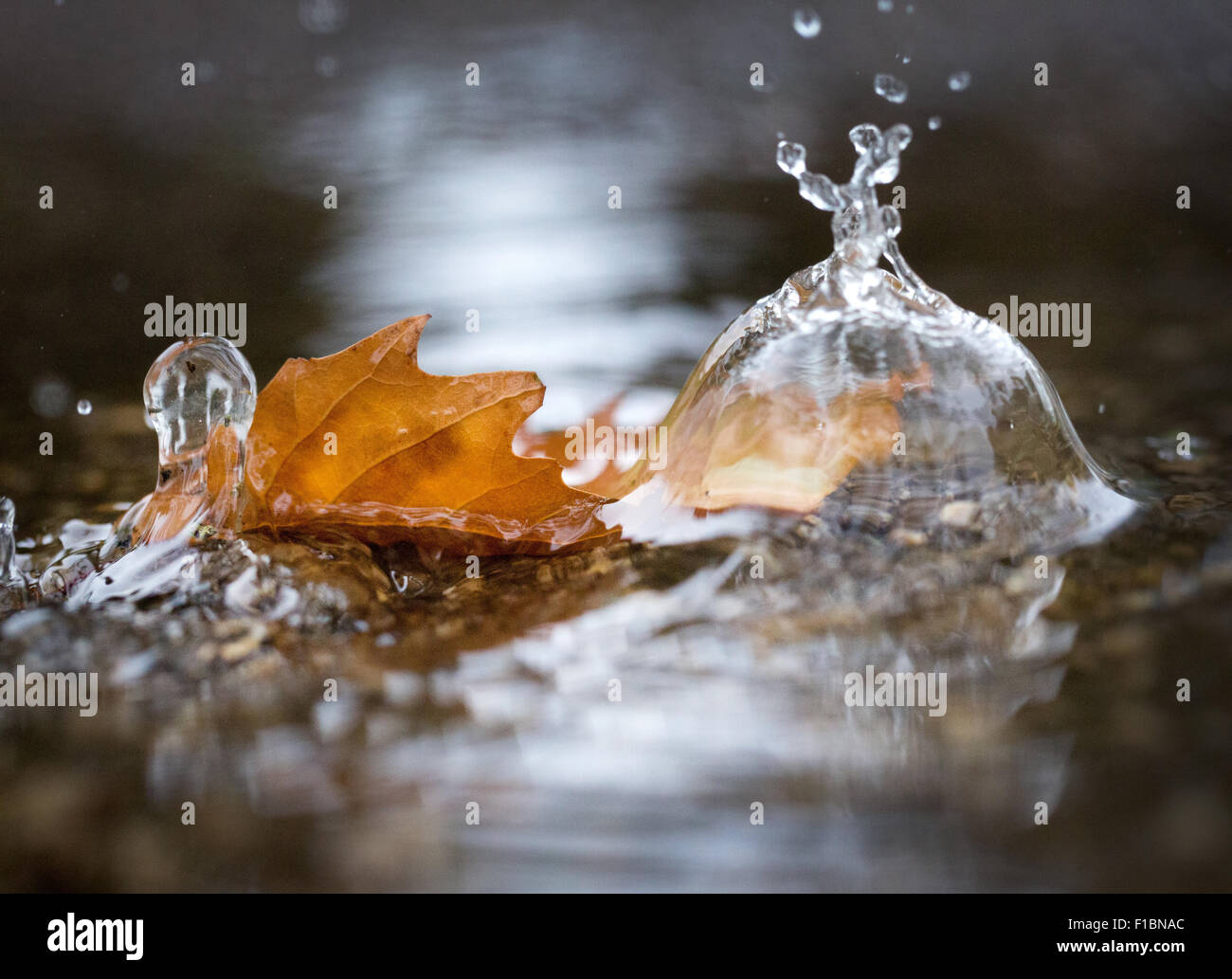 Raindrops fall down next to a leaf in a puddle in Duesseldorf, Germany ...