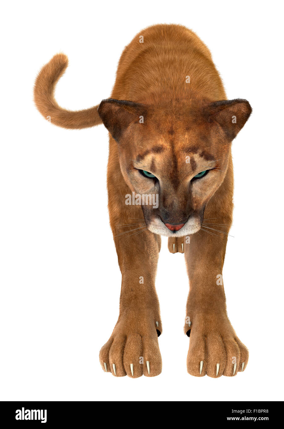 3D digital render of a big cat puma isolated on white background Stock ...