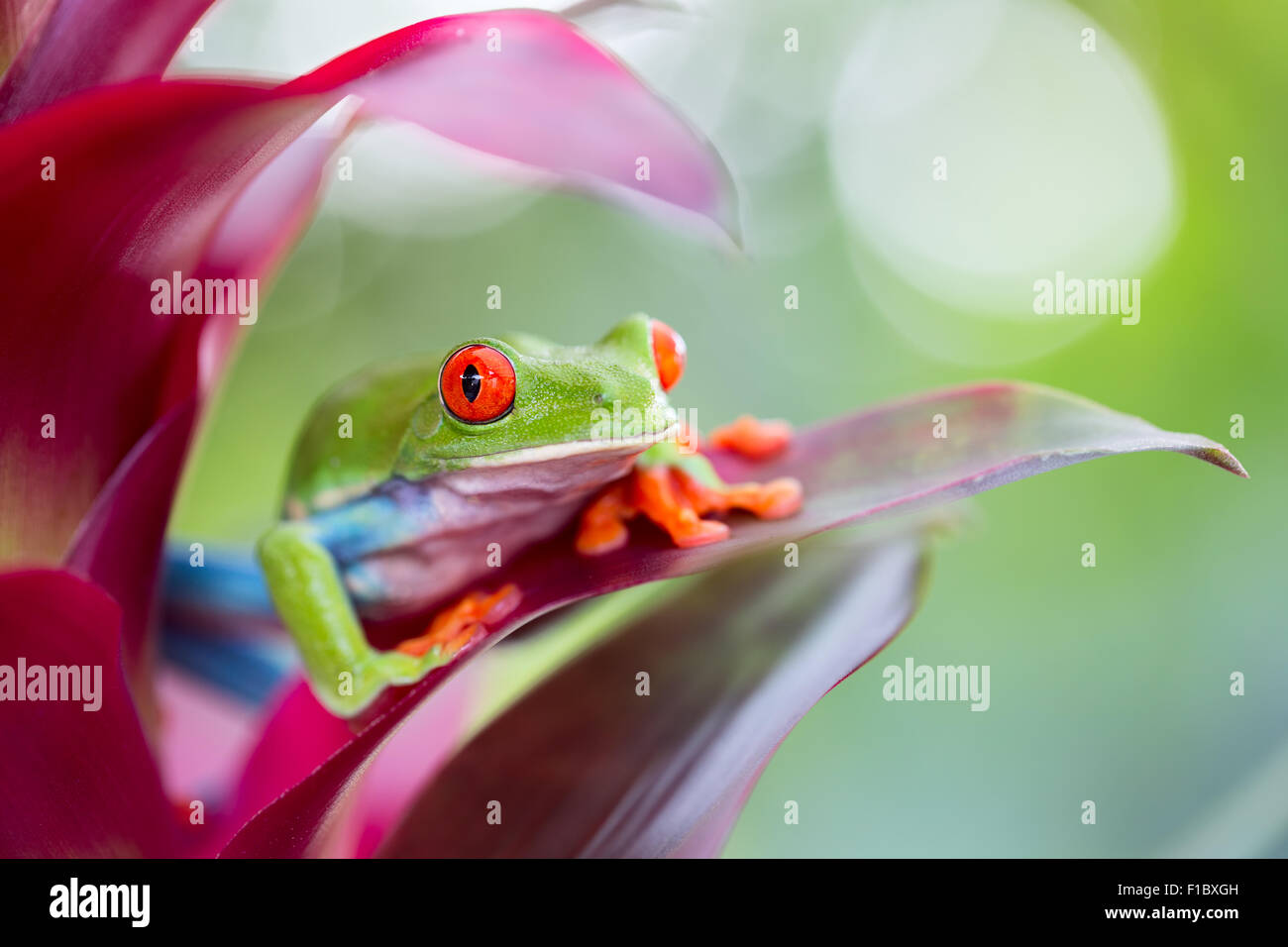 red eyed tree frog from the tropical jungle of Costa RIca and Panama ...