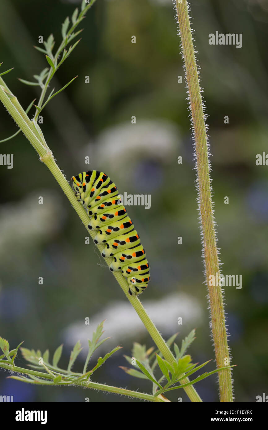 Old World swallowtail, common yellow swallowtail, swallow-tail, caterpillar, Schwalbenschwanz ...