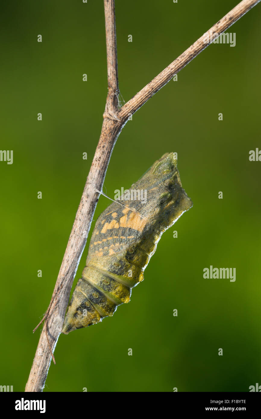 Old World swallowtail, common yellow swallowtail, swallow-tail, pupa ...