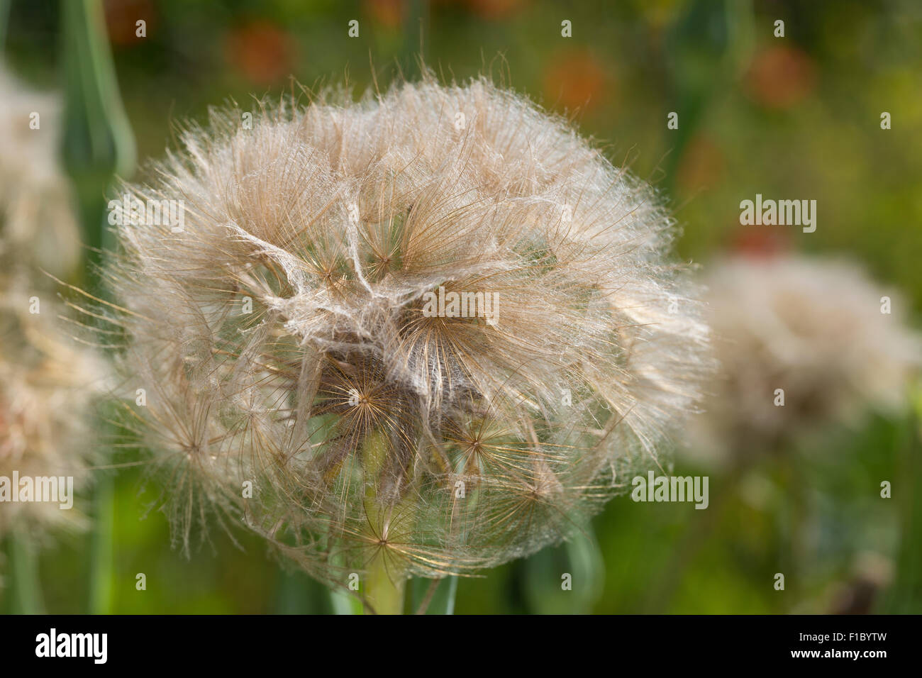 Purple salsify, vegetable oyster, goatsbeard, Haferwurzel, Samen ...